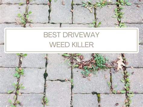 Driveway Weed Killer A Complete Guide
