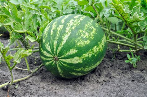 Melon Mania - Veritable Vegetable