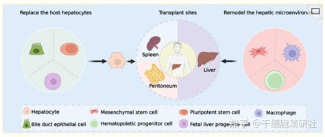 花开会有时，那么多肝病，干细胞都能治 知乎