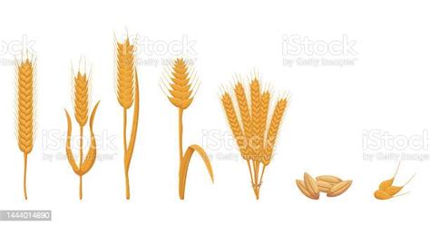 밀 귀 시리얼 스파이크 줄기 및 씨앗 빵 농장 원시 생산 유기농 식품 베이커리를위한 그래픽 디자인 요소 밀에 대한 스톡 벡터 아트 및 기타 이미지 Istock