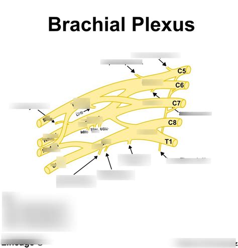 Brachial Plexus Diagram Quizlet