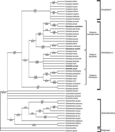 Majority Rule Consensus Tree From Bayesian Analysis Of Six Plastid Download Scientific Diagram