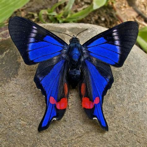 Beautiful Blue And Red Butterfly On Rock Blue Moth Butterfly Red And