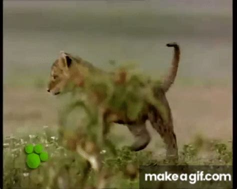 Lion Cubs Love Their Mother On Make A 