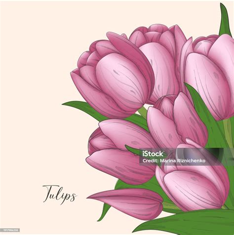손으로 그린 봄 꽃 배너입니다 컬러풀한 핑크 튤립 부활절 여성의 날 발렌타인 데이 인사말 카드 판매 전단지 청첩장에 좋습니다 결혼식에 대한 스톡 벡터 아트 및 기타 이미지