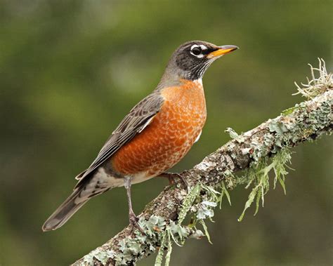 Common South Texas Birds