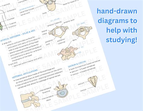 Skeletal System Notes Intro To Skeletal System Skeleton Anatomy Major Bones Diagrams Notes