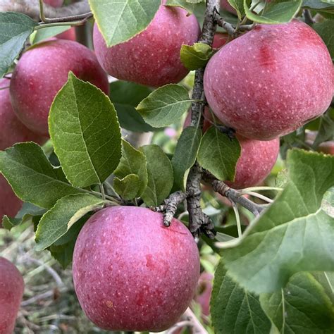 Querina™ Semi Dwarf Apple Tree Fruition Seeds