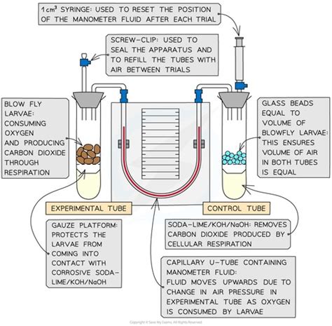 nos experiments flashcards quizlet