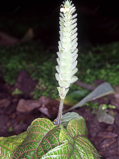 Dichotomous Background Images HD Pictures And Wallpaper For Free Download Pngtree