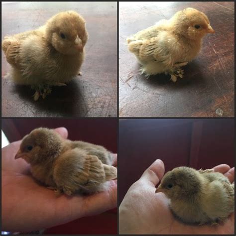 Assorted Bantams Backyard Chickens Learn How To Raise Chickens