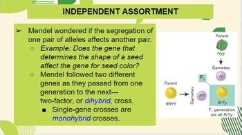 Biology 12 2 Applying Mendel S Principles Google Doc Guided Notes Slides