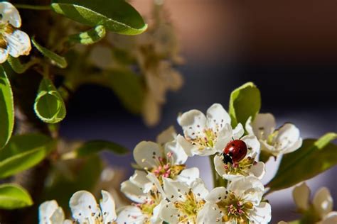 Premium Photo Photo Of The Blossom Of A Pear Tree With A Small Ladybug Peeking Out