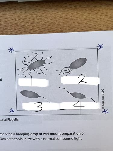 Microbiology Quiz Flashcards Quizlet