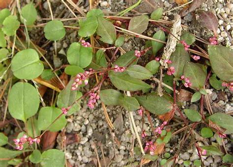 მცენარეები