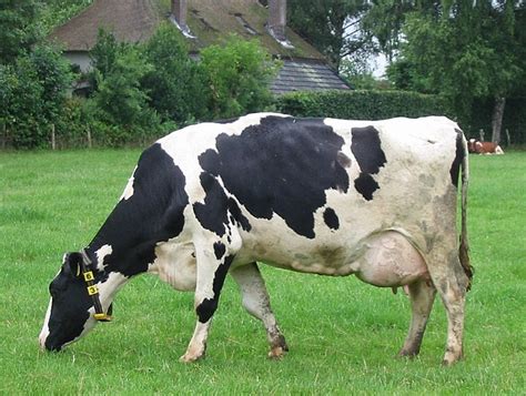 Cow Vs Bull What S The Difference Main Difference