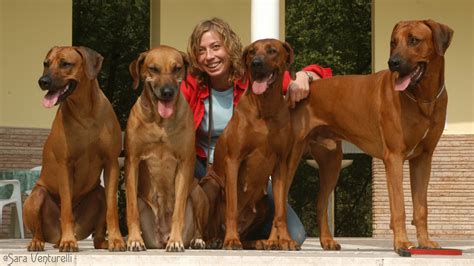 Carattere Del Rhodesian Ridgeback