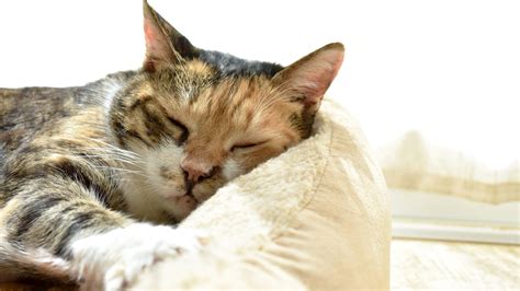 Scientists Explain Why Cats Prefer To Sleep On Their Left Side