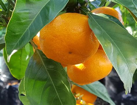 Mandarin Tree Varieties How To Select The Best Orange Variety