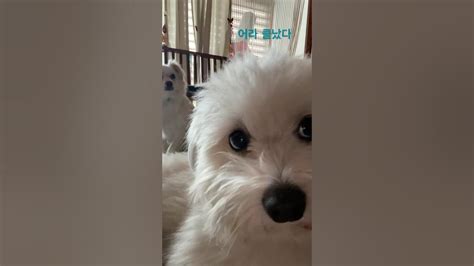 오리발 🐶 울강쥔 딸기씨 사이좋은강아지 소신발언 Youtube
