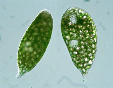 Protist Images Euglena Sanguinea