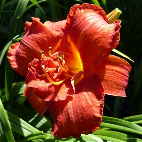 Hemerocallis „Moses' Fire” - Liliowiec„Moses' Fire” | ogrody wodne