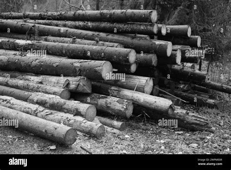 Log Spruce Trunks Pile Sawn Trees From The Forest Logging Timber Wood