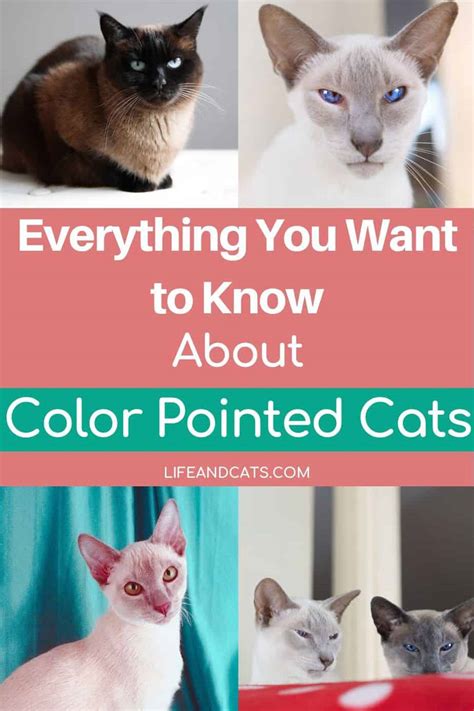 What Are Color Point Cats At Janet Simmons Blog