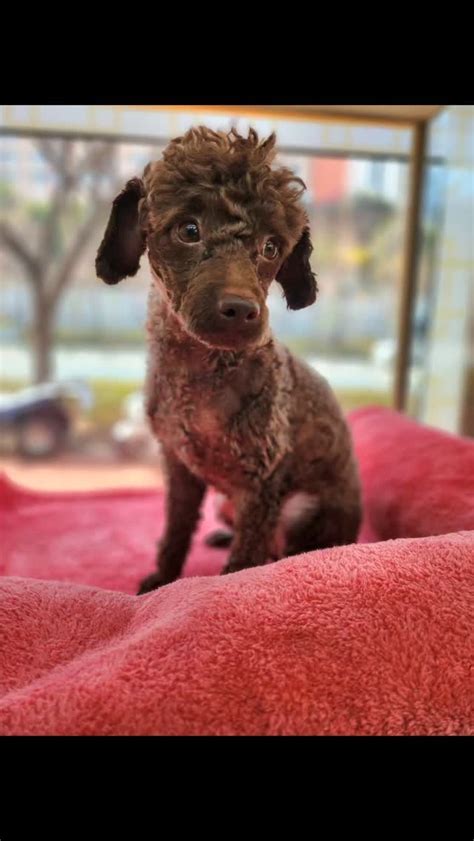 시원애견 뽀송뽀송 ⠀ 눈썹미남😎 ⠀ ⠀ ⠀ 브리티쉬숏헤어 브숏 ⠀ ⠀⠀⠀⠀ ⠀⠀⠀⠀⠀⠀⠀ 🌱제이펫 분양