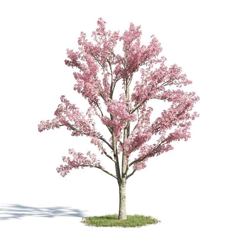 Archmodels Vol 154 Plants Trees C4d Photoshop Textur Architektur Zeichnungen Modell