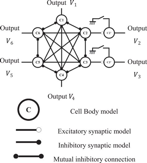 Diagram Of The Cpg Model Cpg Central Pattern Generator Download Scientific Diagram