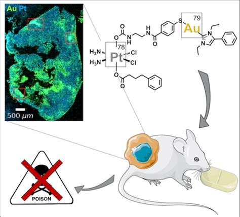 Oral Anticancer Heterobimetallic Ptiv−aui Complexes Show High In Vivo Activity And Low Toxicity