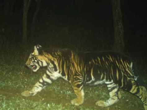 Pseudo Melanistic Tiger Cubs Appearance Amazes Wildlife Observers