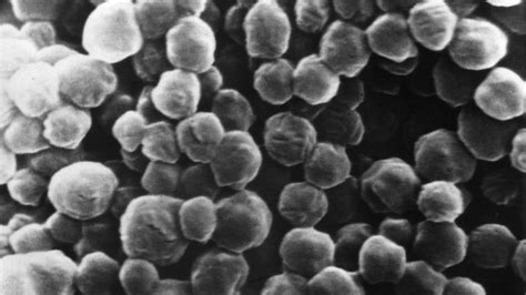 Inclusion Body Biology Britannica