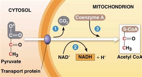 Pyruvate Oxidation Flashcards Quizlet
