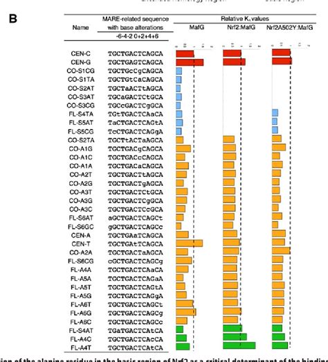 Figure 1 From Molecular Basis Distinguishing The Dna Binding Profile Of