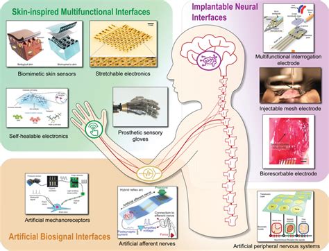 Interfaces Bioinspired By The Human Body Skin‐inspired Multifunctional Download Scientific