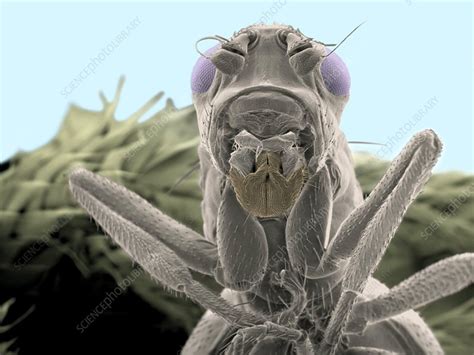 Sub Antarctic Fly Sem Stock Image C010 5304 Science Photo Library