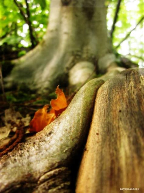 Tree Roots Lawn And Garden Planting Trees