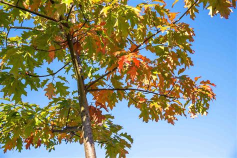 How To Grow And Care For A Red Oak Tree Askfengshui Com