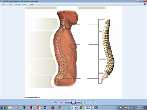 Vertebral Column Diagram Quizlet