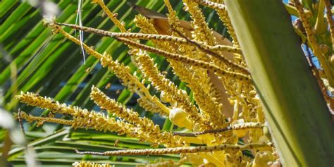 Что представляет собой кокосовый орех условия произрастания и пищевая ценность для человека