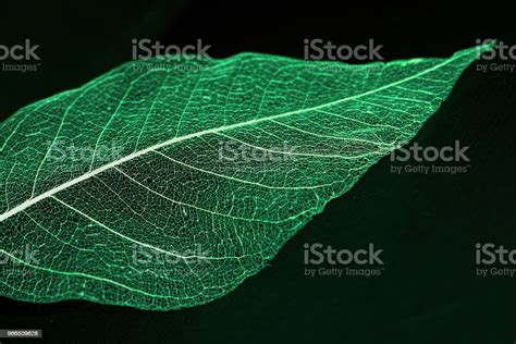 섬세 하 고 아름 다운 투명 하 게 비쳐 해골 나뭇잎의 자연 녹색 배경 0명에 대한 스톡 사진 및 기타 이미지 0명 노랑 녹색 Istock