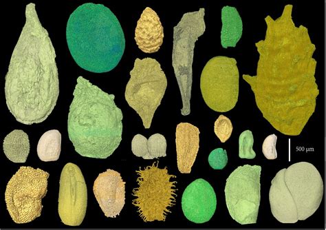 First Flower Seeds From Dinosaur Era Discovered Live Science