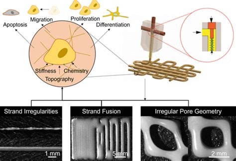 Extrusion Based 3d Bioprinted Tissue Engineering Scaffolds Processstructurequality