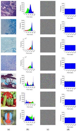 Dynamic Rna Coding Color Image Cipher Based On Chain Feedback Structure