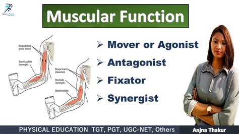 Synergist Muscle