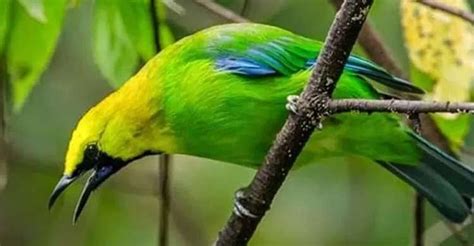 7 Cara Memilih Cucak Ijo Yang Sangat Berkualitas Bagus