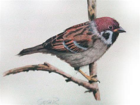 Larawan Ng Ibon Clipart