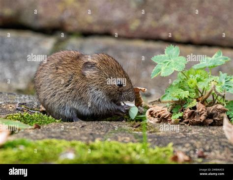 Ein Winziger Niedlicher Bank Vole Myodes Glareolus Der Sich Von Den
